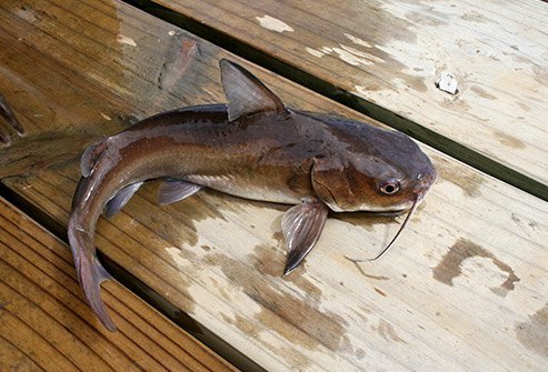 What antibiotic is used for catfish sting?