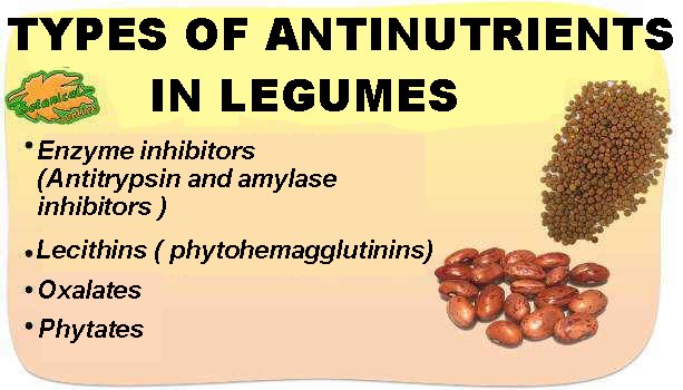 What Antinutrients are in beans?