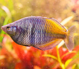 What aquarium fish are native to Australia?