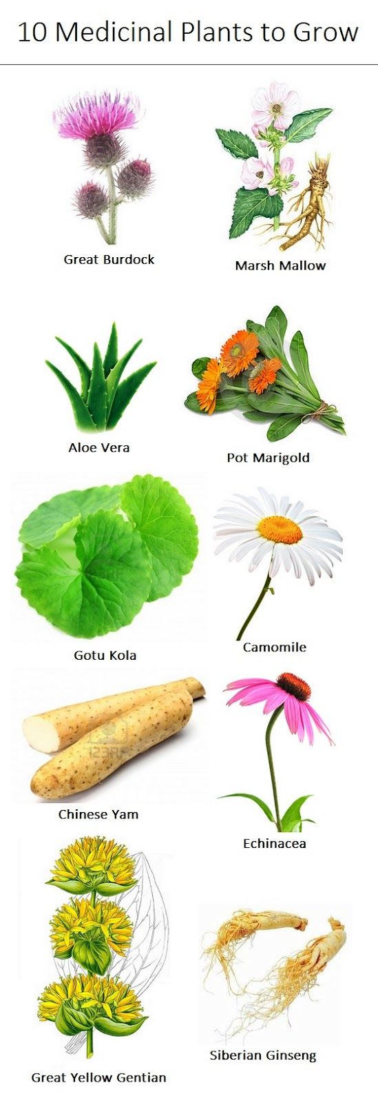 What are 10 medicinal herbs?