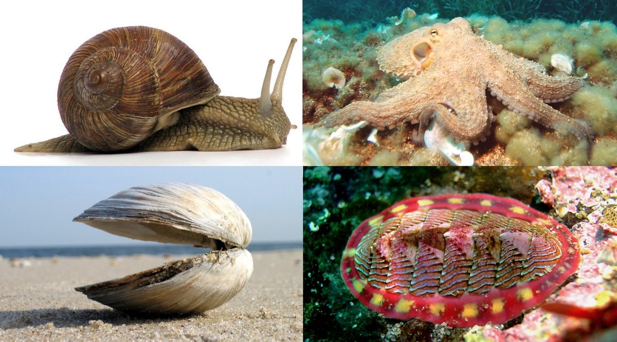 What are 2 examples of Mollusca?