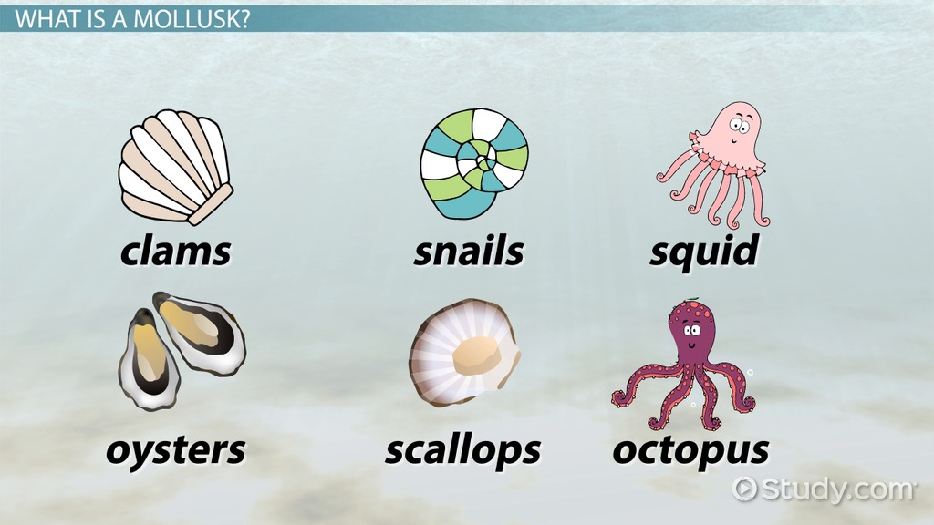 What are 2 major types of mollusks?