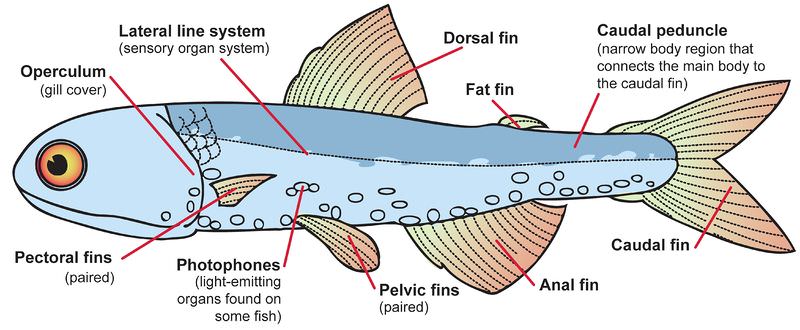 What are 3 adaptations of a fish?