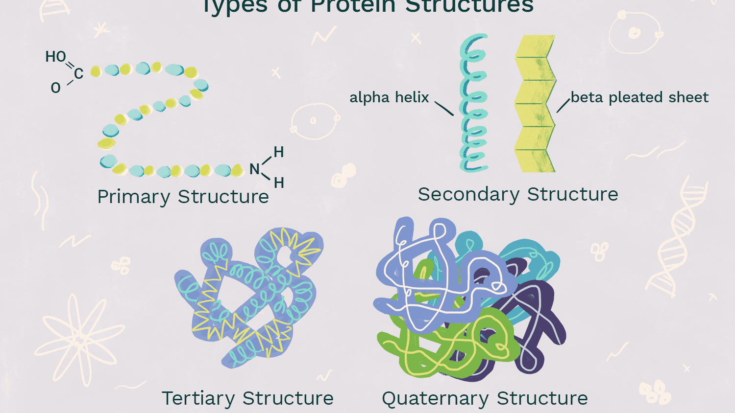 What are 3 different types of proteins?