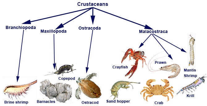 What are 3 examples of crustaceans?