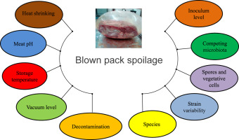 What are 3 main factors that cause meat spoilage?