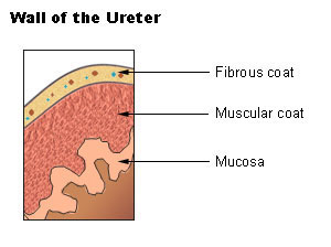 What are 3 mucous membranes?