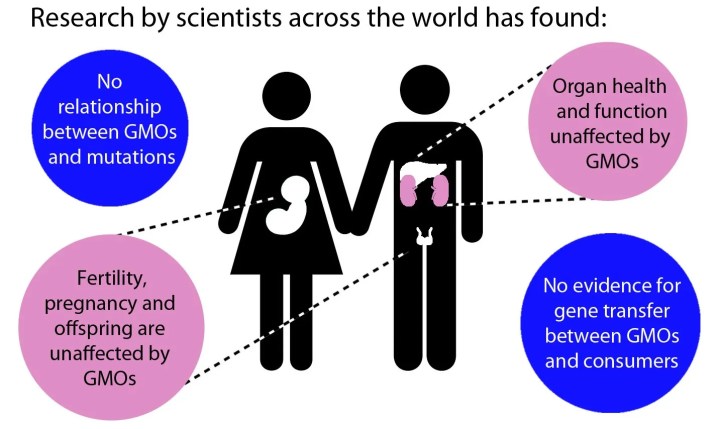 What are 3 risks of GMOs?