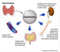 What are 3 things calcium used for?