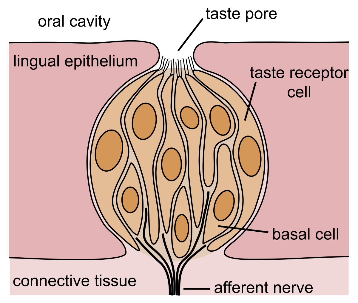 What are 3 things that affect taste?