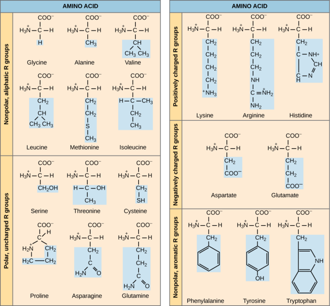 What are 3 types of amino acids?