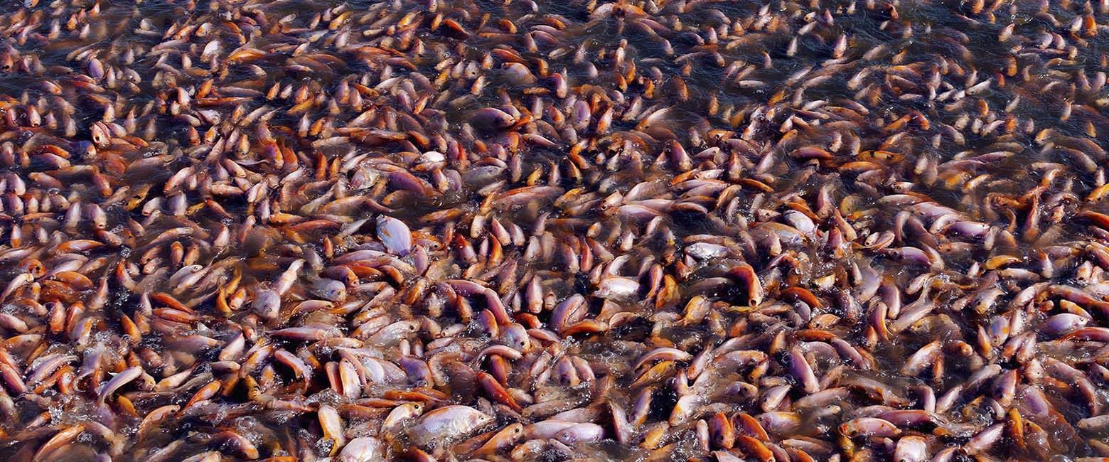 What are 3 ways the fishing industry is destroying the environment?