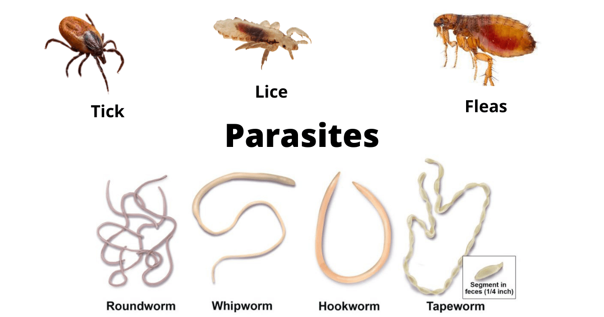 What are 4 examples of parasites?