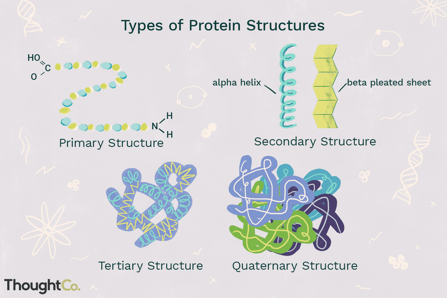 What are 4 types of proteins?