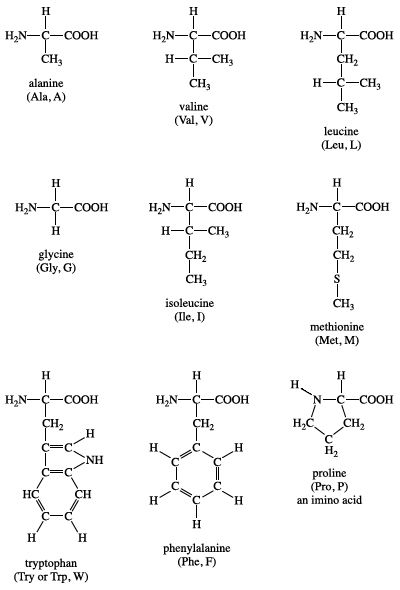 What are 5 examples of amino acids?