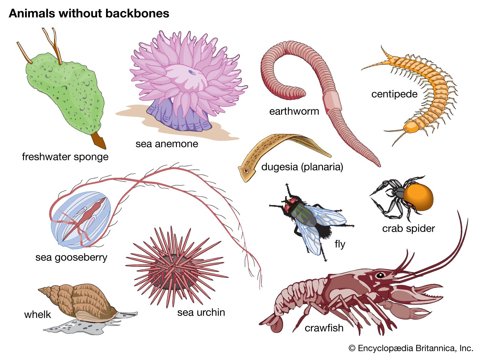 What are 5 examples of invertebrates?