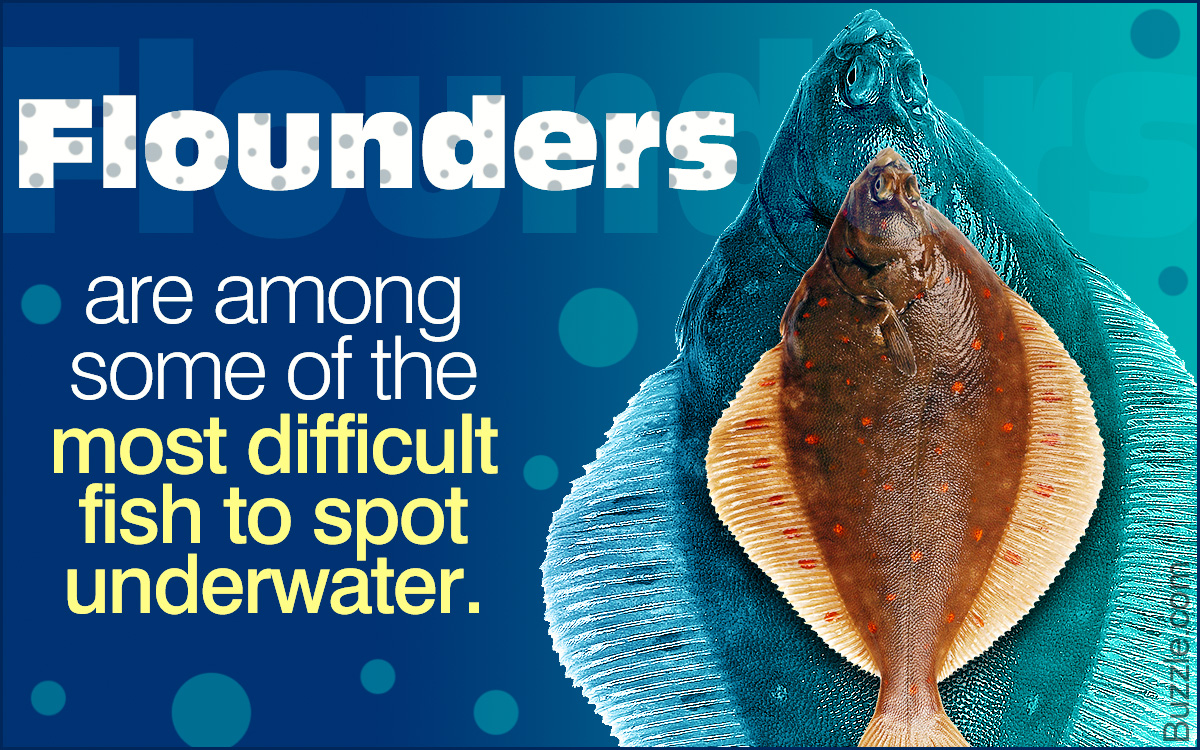 What are 5 interesting facts about flounder?