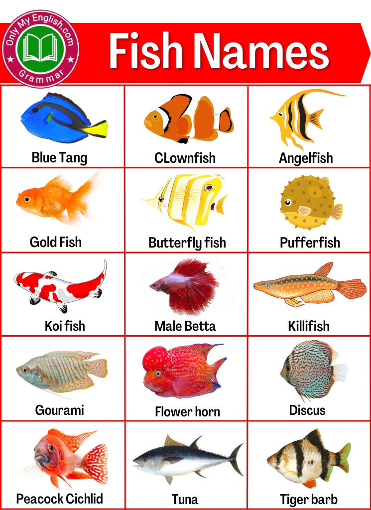 What are all the fish called?