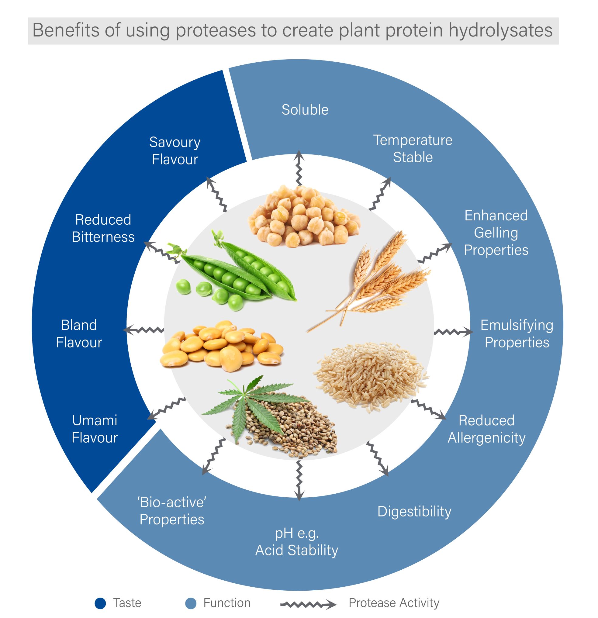 What are animal and plant proteins?