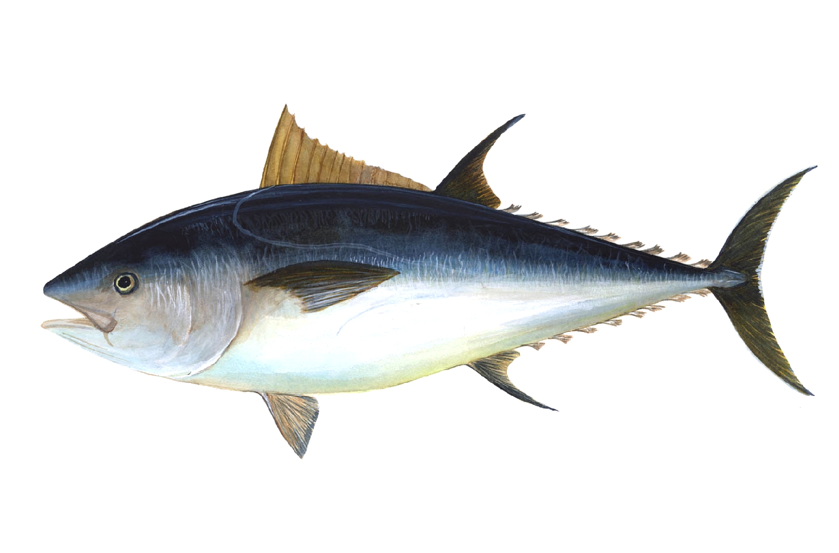 What are Atlantic bluefin tuna used for?