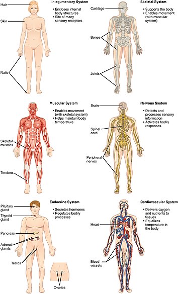 What are bodily processes?