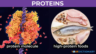 What are common examples of proteins?