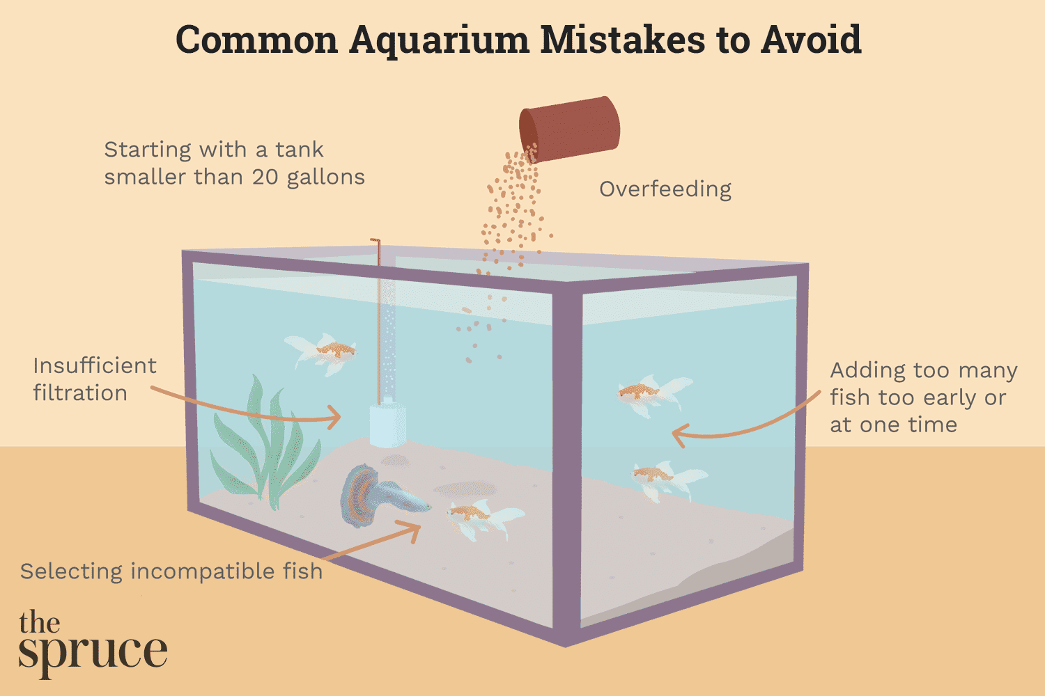 What are common mistakes in a new aquarium set up?