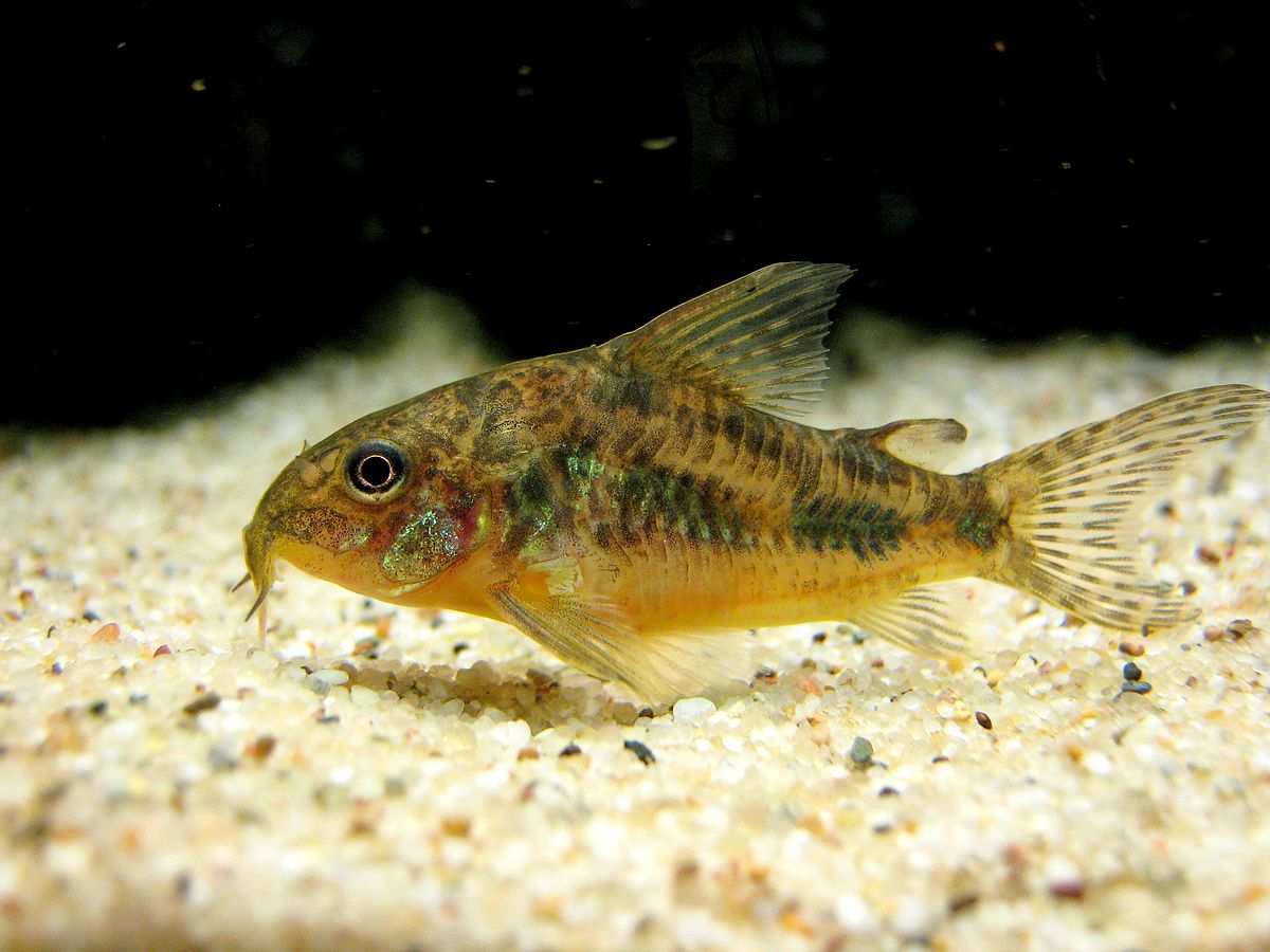 What are considered bottom feeder fish?