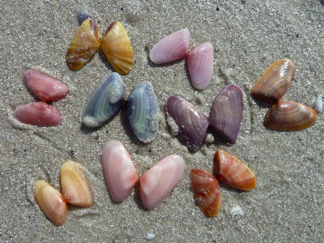 What are coquina shells?