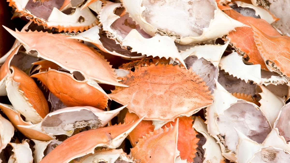 What are crab shells good for?