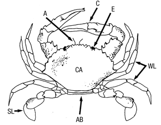 What are crab shells made of?