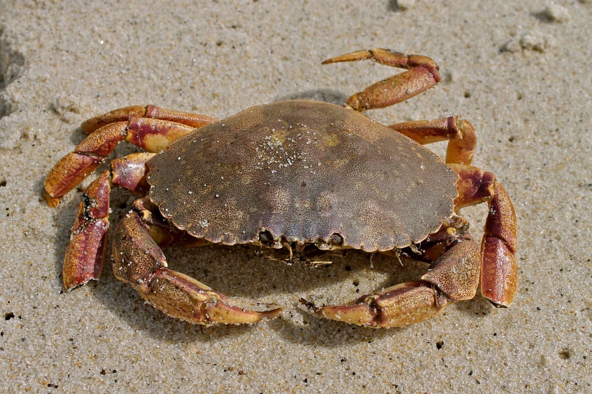 What are crabs favorite food?