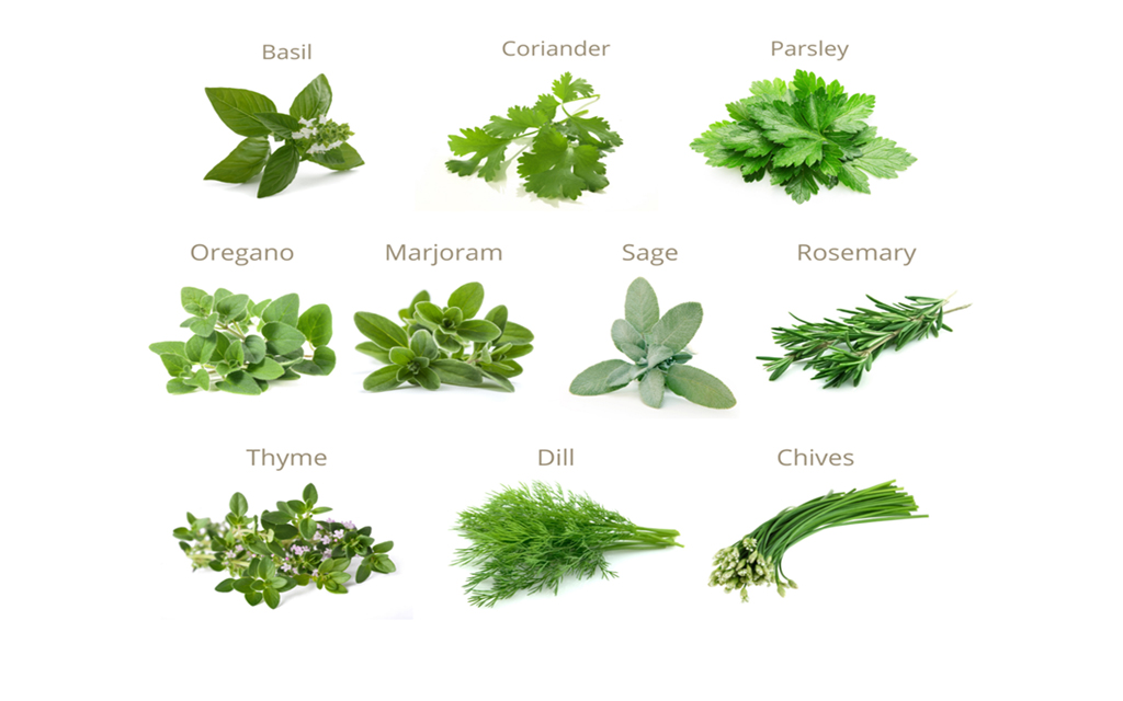 What are culinary herbs?