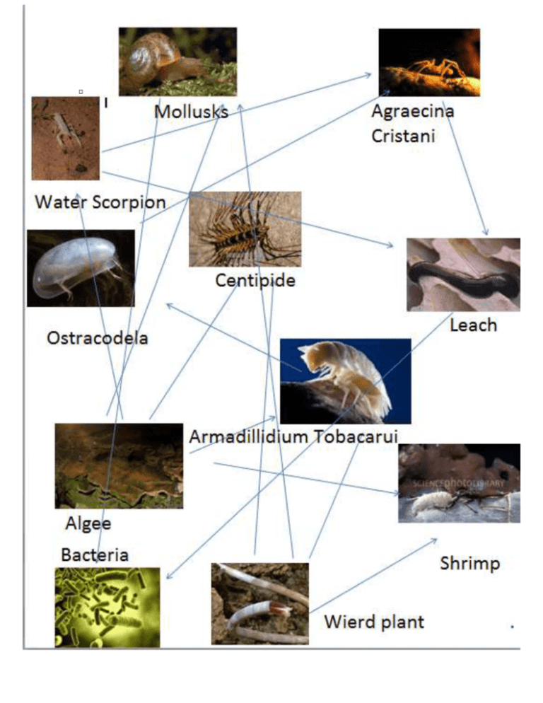 What are dead organisms broken down by?