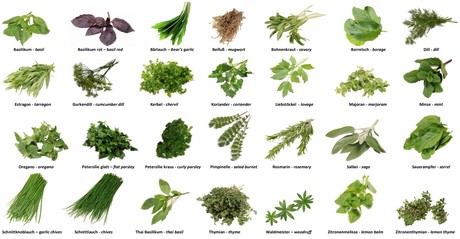 What are different herbs?