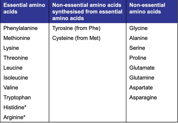 What are essential amino acids made from?