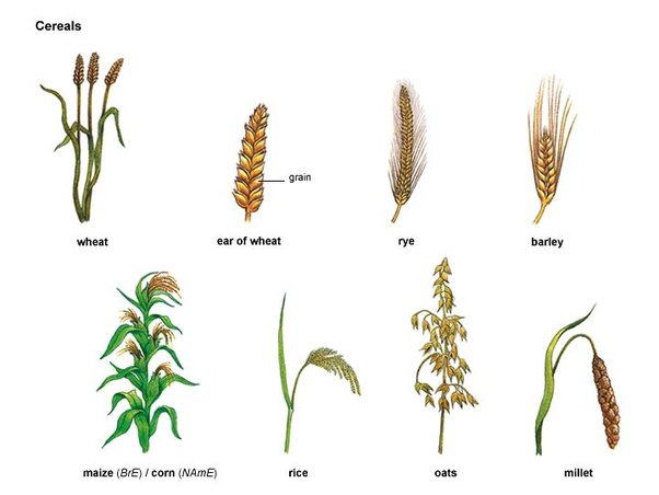 What are examples of cereal crops?
