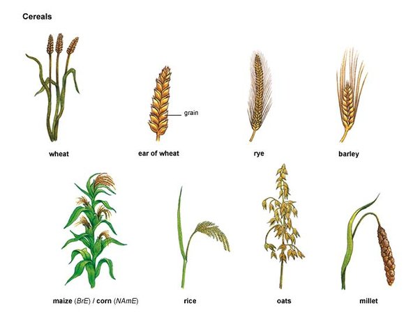 What are examples of cereal grains?