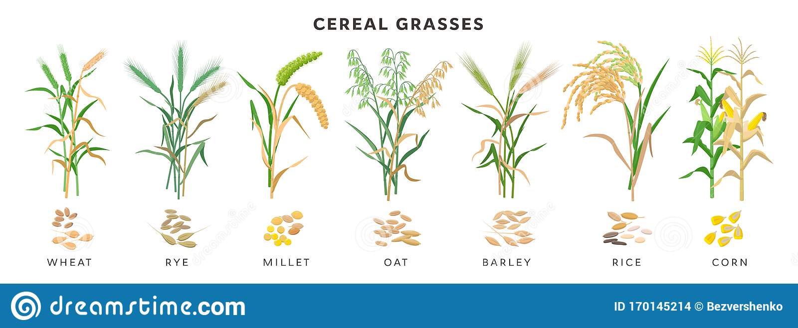 What are examples of cereal grasses?