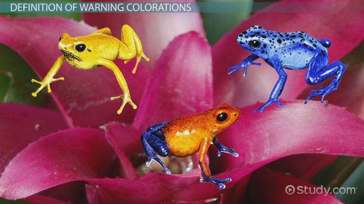 What are examples of warning coloration?