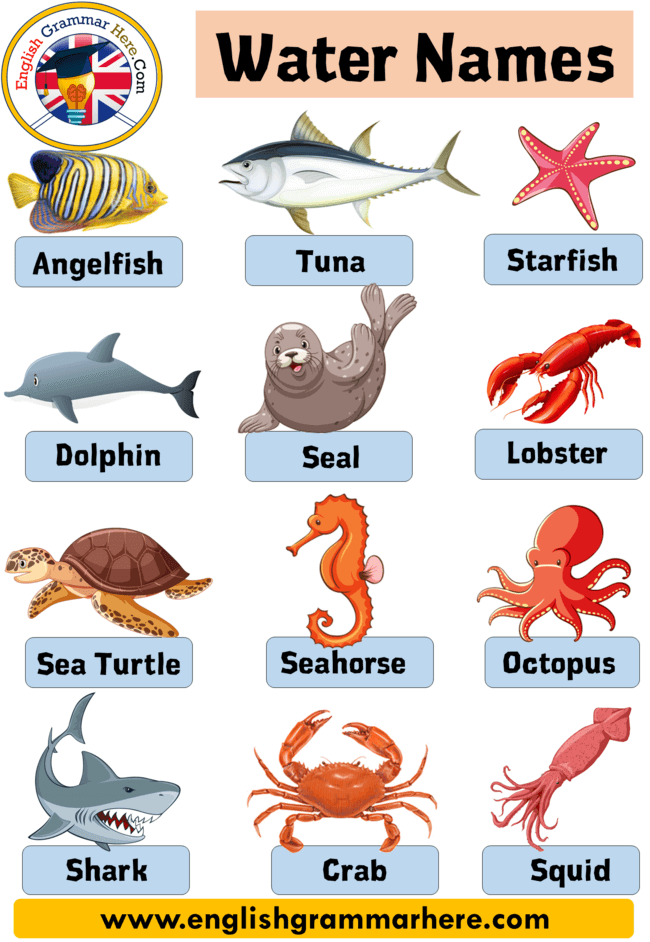 What are fish creatures called?