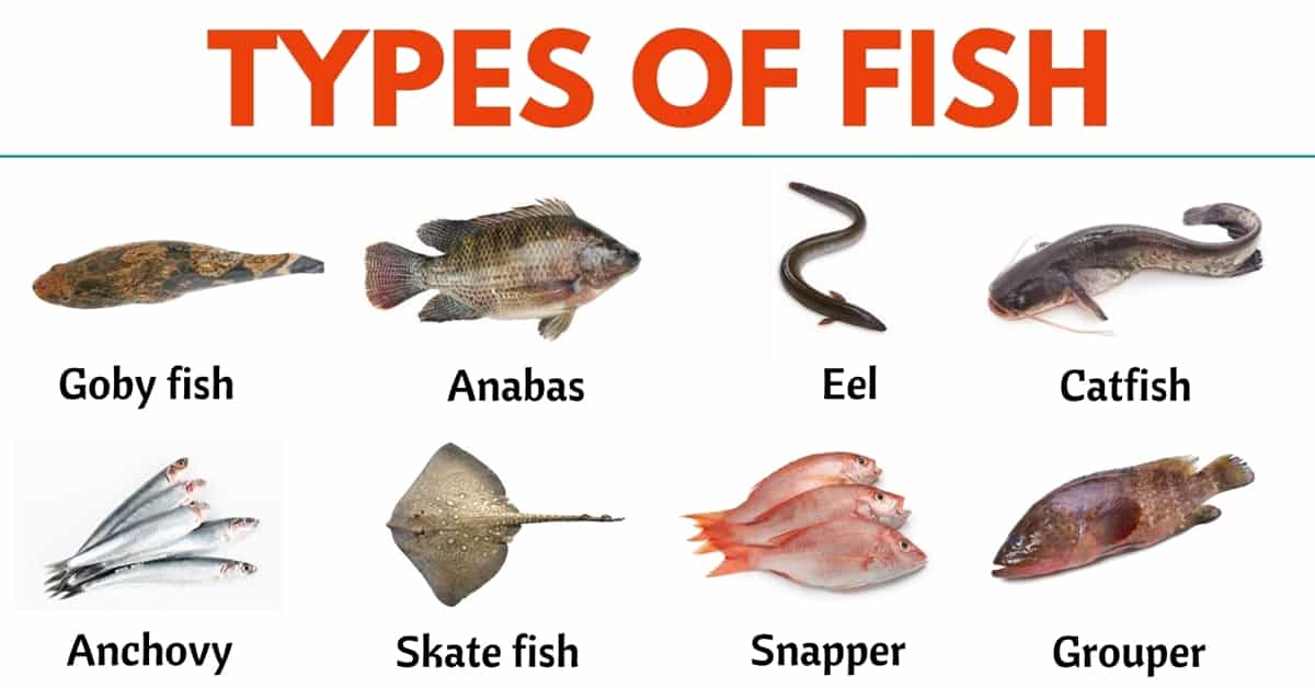 What are five different types of fish?
