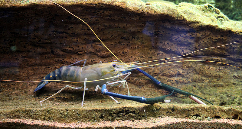 What are freshwater prawns called?