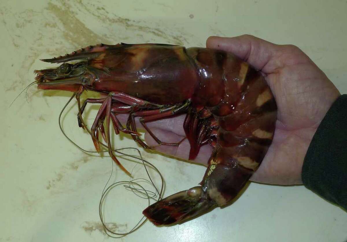 What are giant prawns?