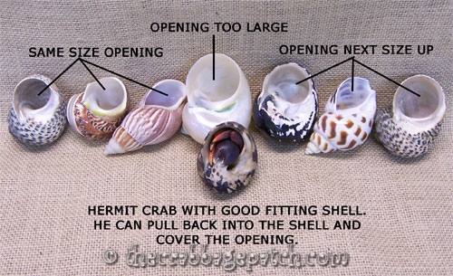 What are hermit shells?