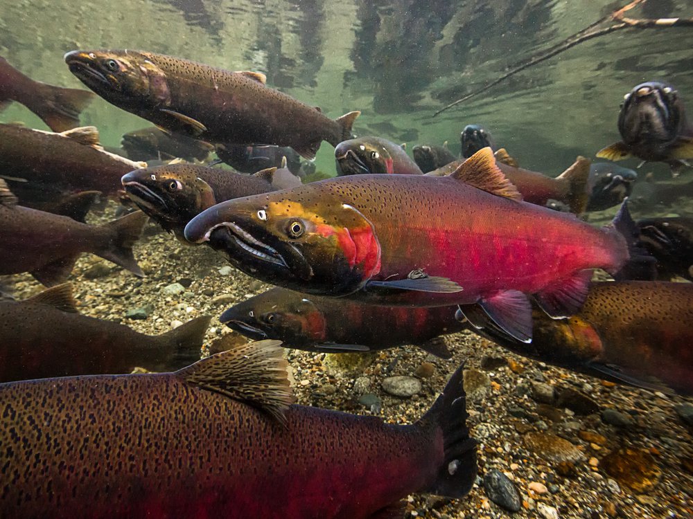 What are humans doing to salmon?