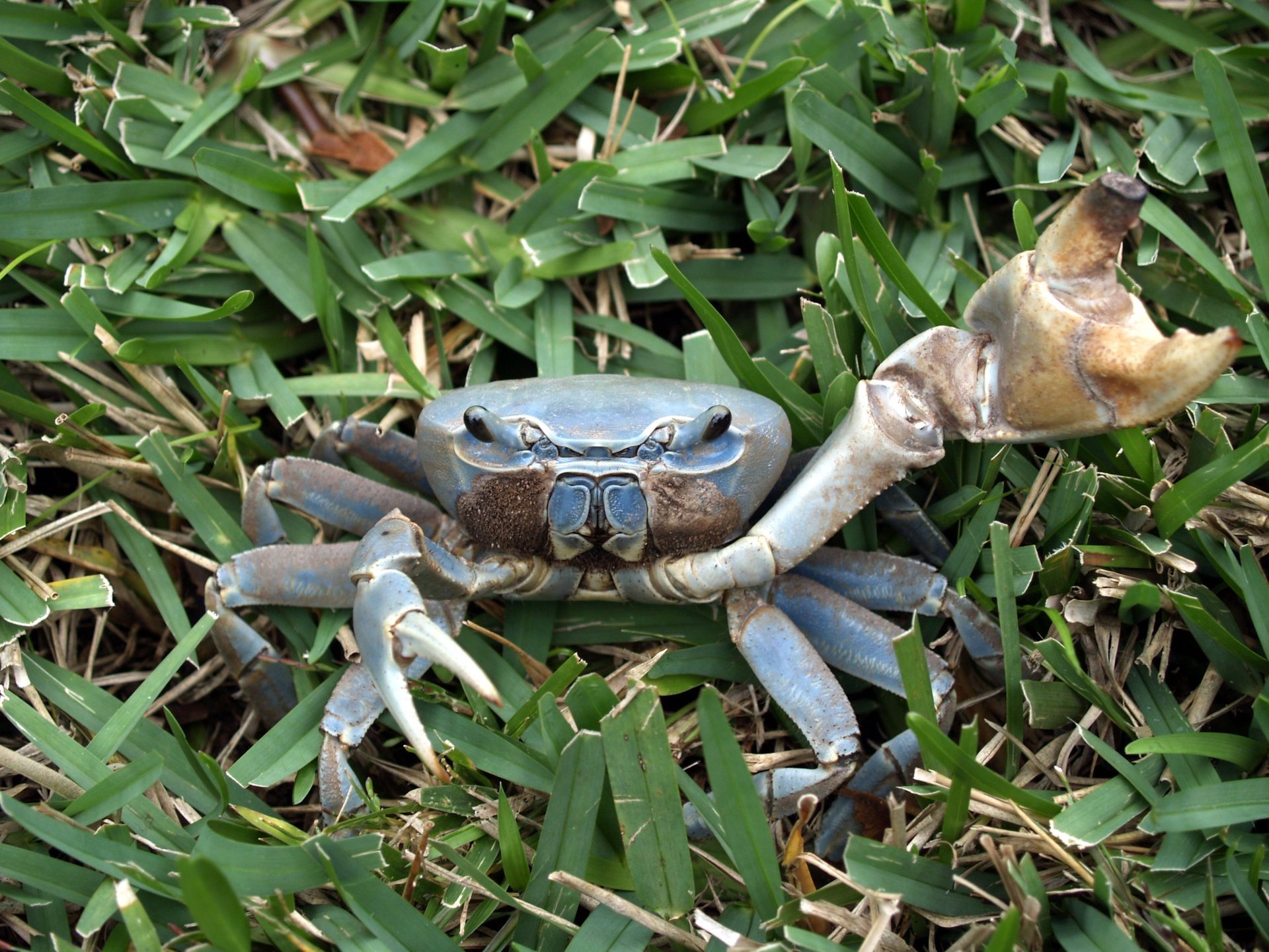 What are land crabs in Florida?