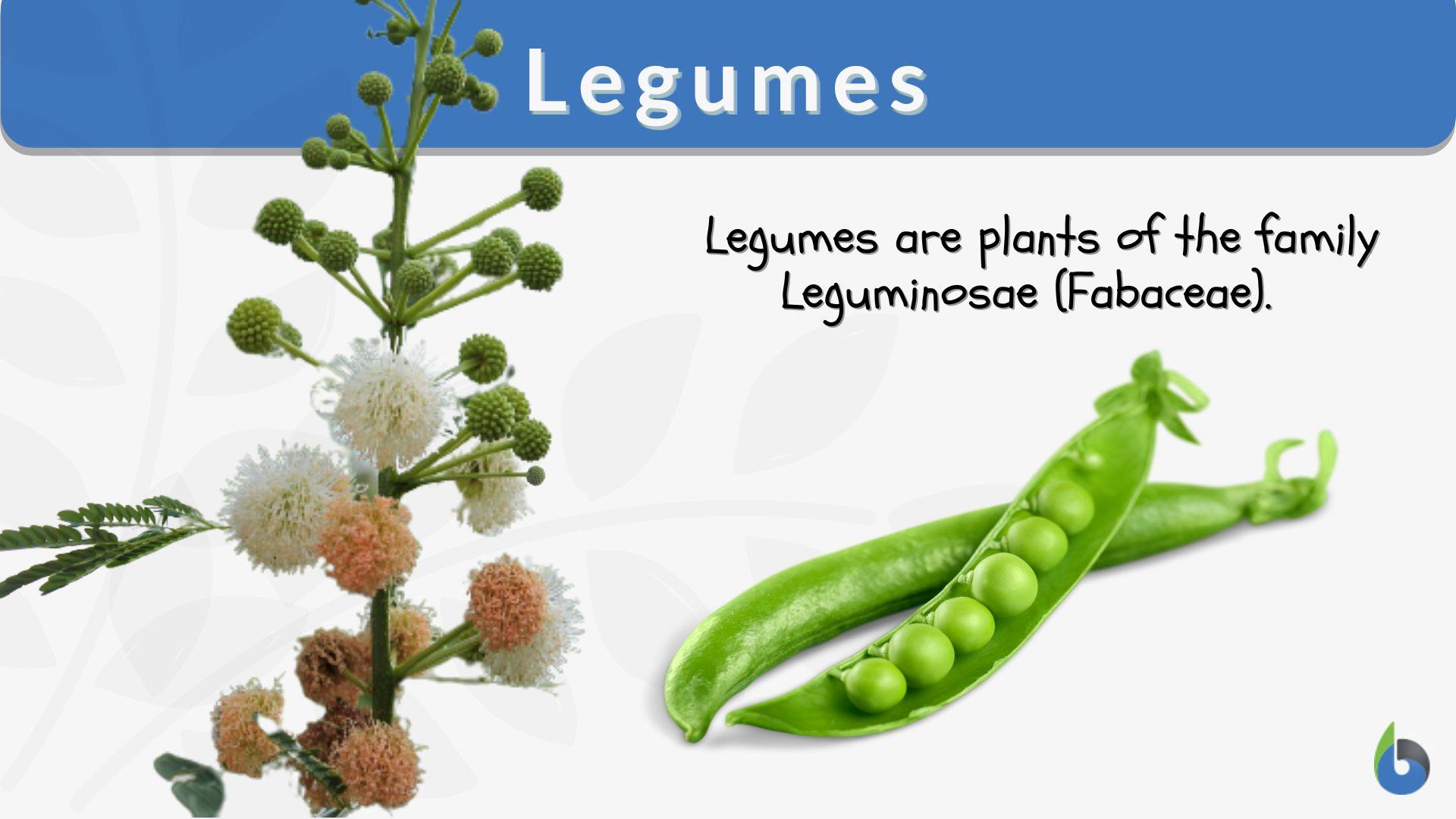 What are leguminous plants biology?