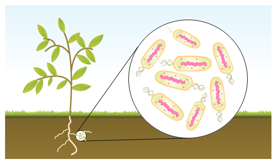 What are leguminous plants for Class 7?