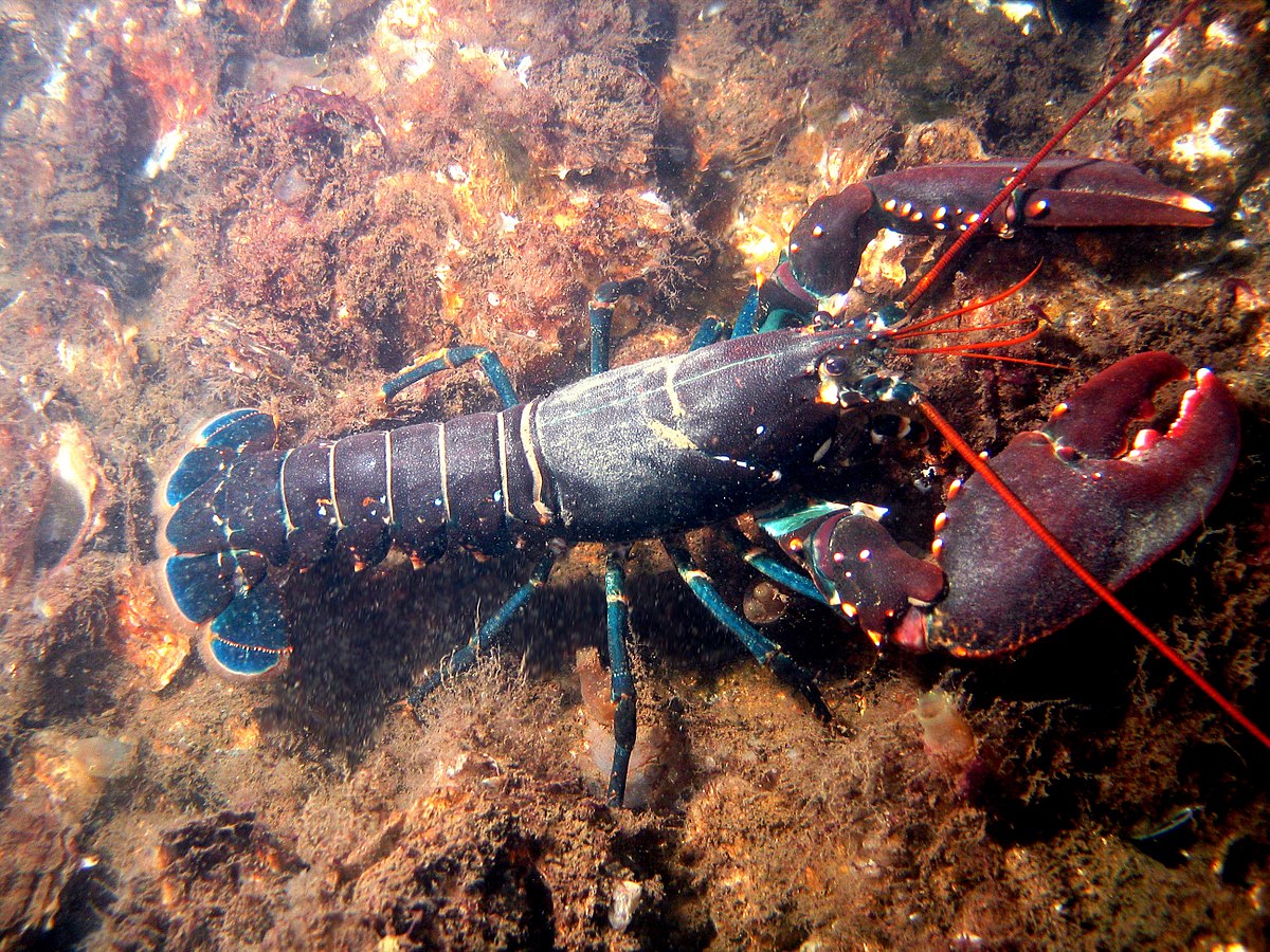 What are lobster made of?